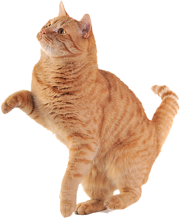 Download HD Free Icons Png - Orange Cat Transparent Background ...
