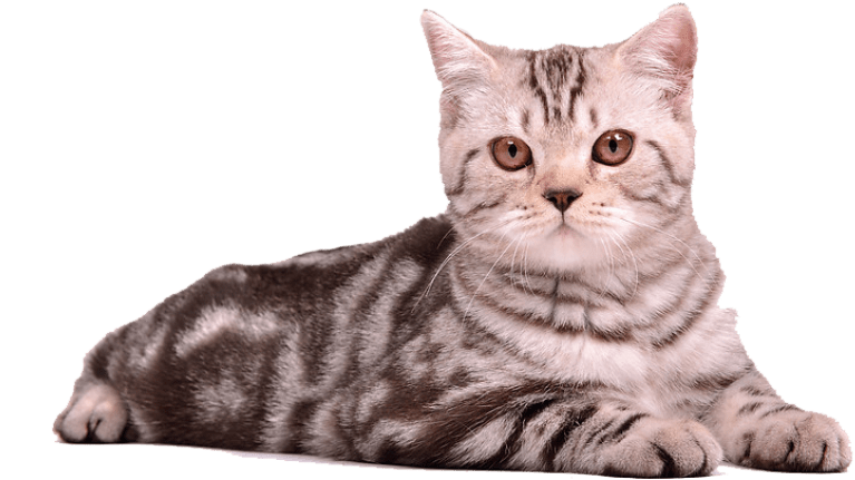 Download Cat Png - Cat Sitting Png - HD Transparent PNG - NicePNG.com