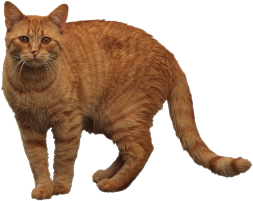 Download Orange Tabby Cat - Tabby Cat - HD Transparent PNG - NicePNG.com