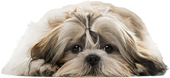 Download Shih Tzu Png Free Transparent Shih Tzu - Cute Shih Tzu Png ...