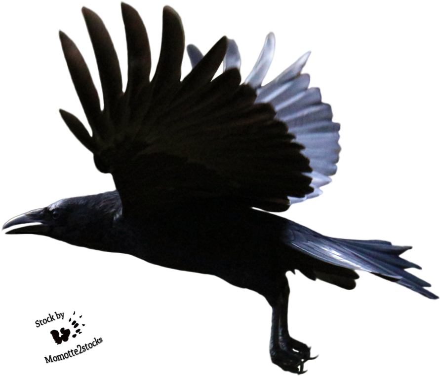 Download Crow Free Png Transparent Background Images Free Download ...