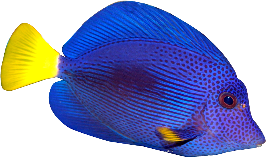 Download Blue Fish Png Transparent Image - Clip Art - HD Transparent ...