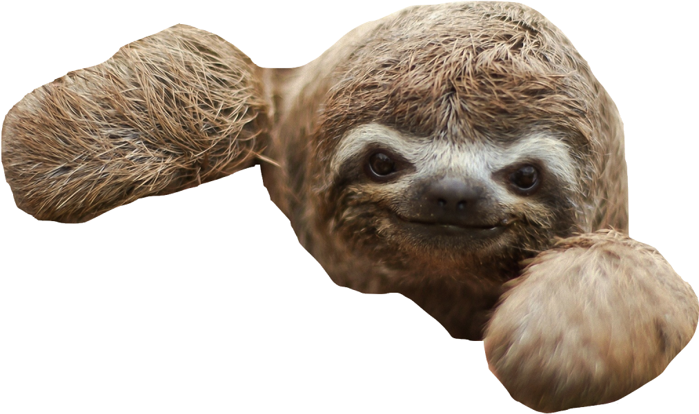 Download Sloth Png Transparent Sloth - Sloth Transparent - HD ...