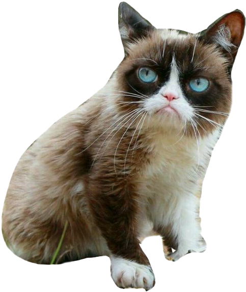 Download Grumpy Cat - HD Transparent PNG - NicePNG.com