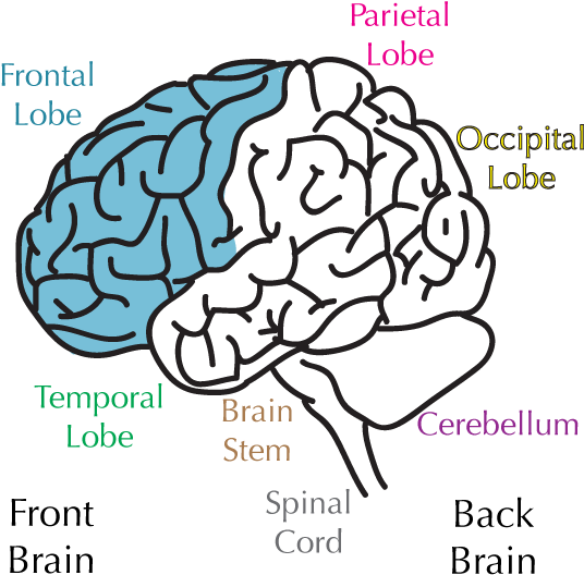 Download Sections Of The Brain - Frontal Lobe No Background - HD ...