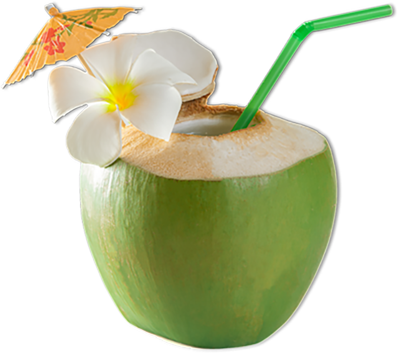 Download Coconut Png - Coconut - HD Transparent PNG - NicePNG.com