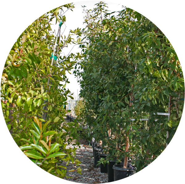Download Nursery Tree Icon2 - Tree - HD Transparent PNG - NicePNG.com