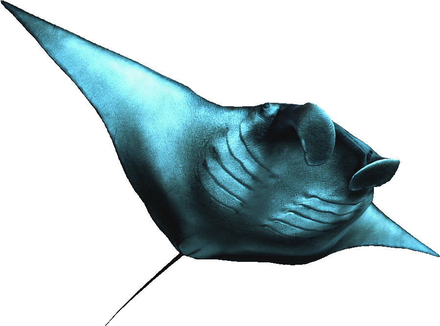 Download Manta Ray - Manta Ray Transparent - HD Transparent PNG ...