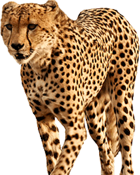 Download Free Png Cheetah Png Images Transparent - Cheetah Png - HD ...