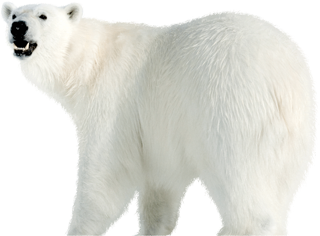 Download HD Ice Bear Png Transparent PNG Image - NicePNG.com