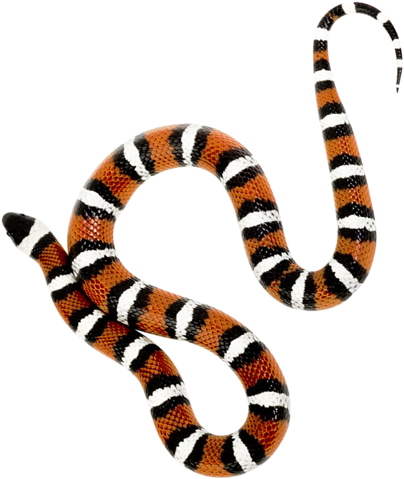 Download Snake Transparent - HD Transparent PNG - NicePNG.com