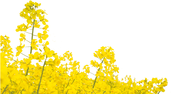 Download HD Rapeseed Png Transparent PNG Image - NicePNG.com