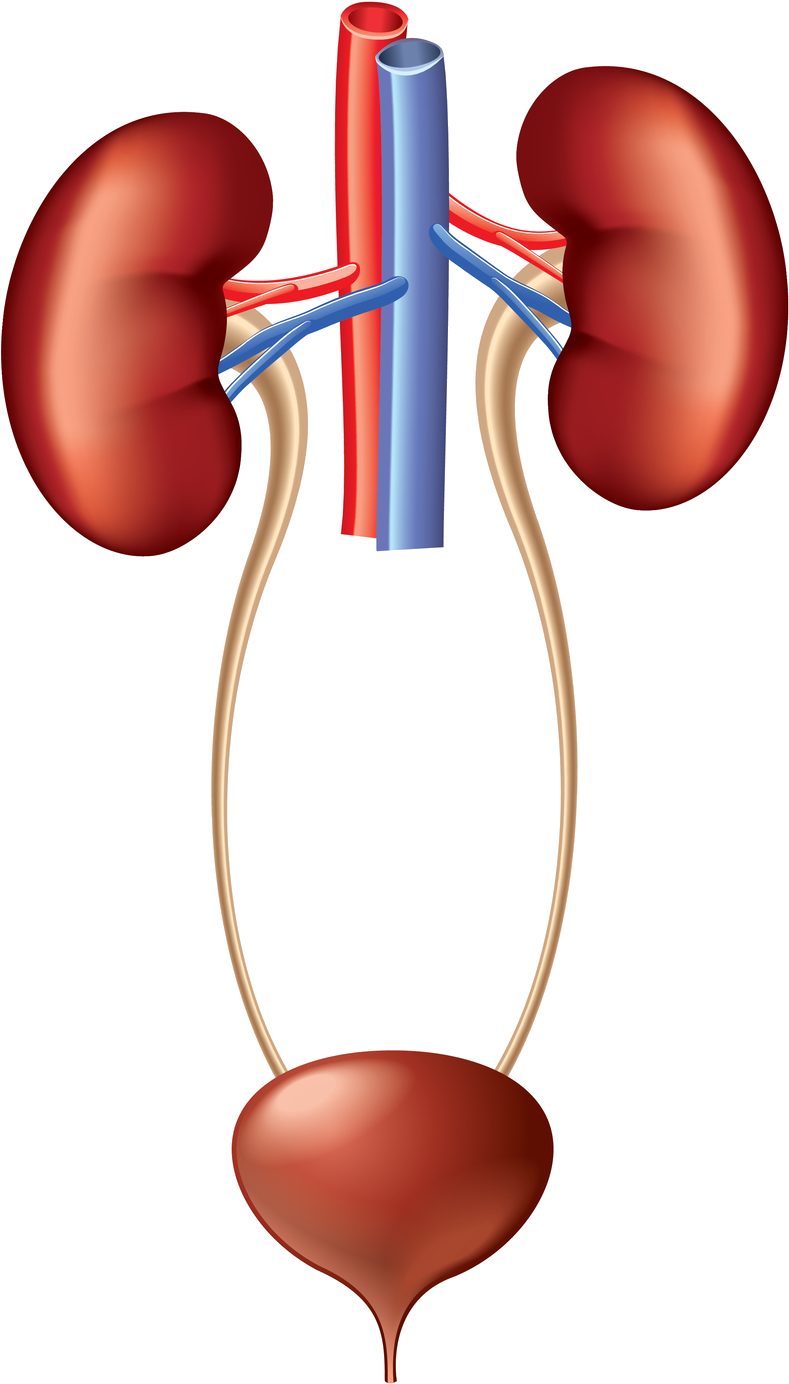 Download Kidney Clipart Urinary System - HD Transparent PNG - NicePNG.com