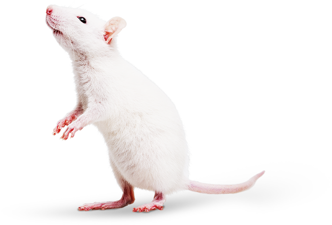 Download HD Mouse Transparent PNG Image - NicePNG.com