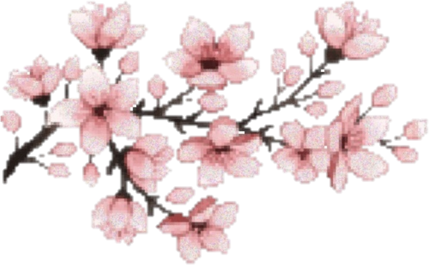 Download HD Sakura Flower Hanami Pink Aesthetic Japanese Japan - Cherry ...