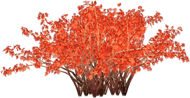 Download HD Shrub Transparent PNG Image - NicePNG.com