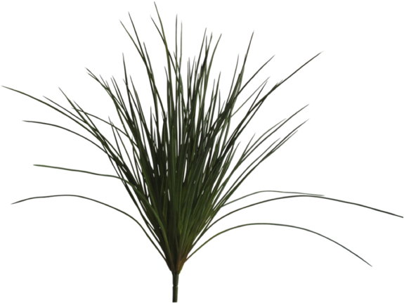 Download HD Wild Grass Png Transparent PNG Image - NicePNG.com