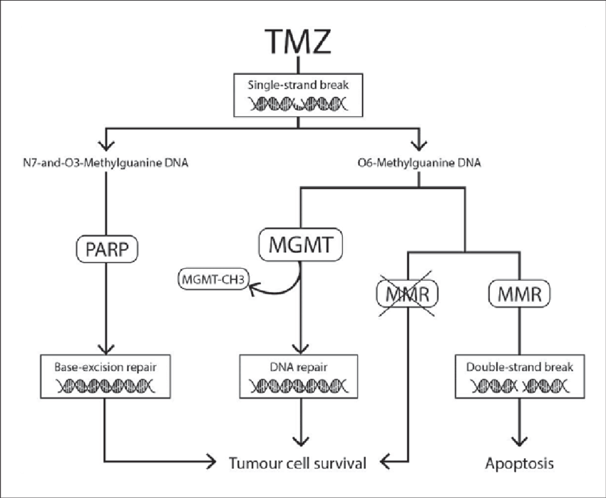 Download HD Mechanisms Of Resistance To Tmz Transparent PNG Image ...