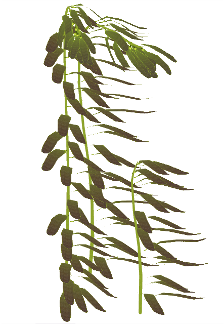 Download Northern Giant Kelp - Seaweed Transparent Background - HD ...