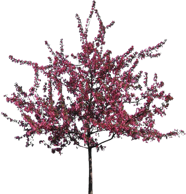 Download Crab Apple Tree Transparent Image - Crab Apple Tree - HD ...