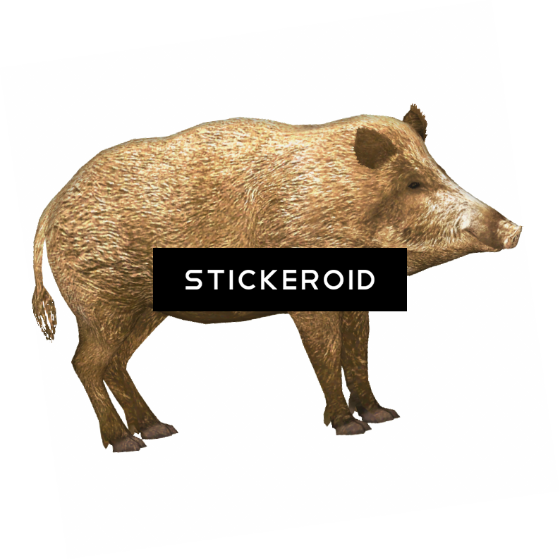 Download HD Boar Animals Transparent PNG Image - NicePNG.com