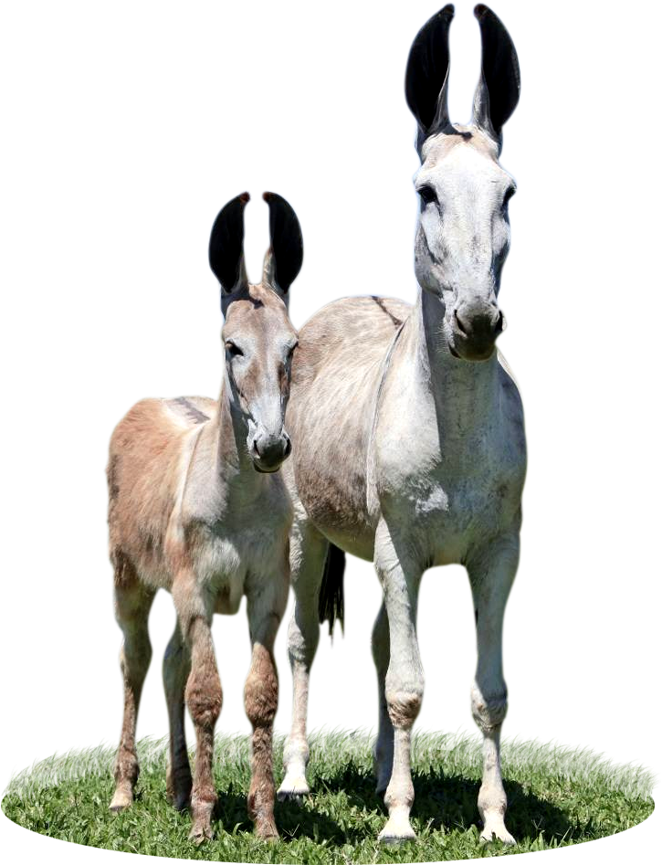 Download HD Pega Transparent PNG Image - NicePNG.com