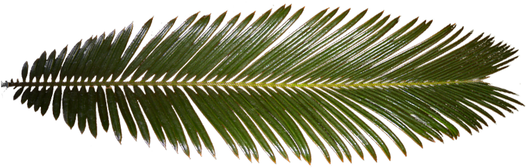 Download Palm Leaf - Palm Tree Leaf Texture - HD Transparent PNG ...