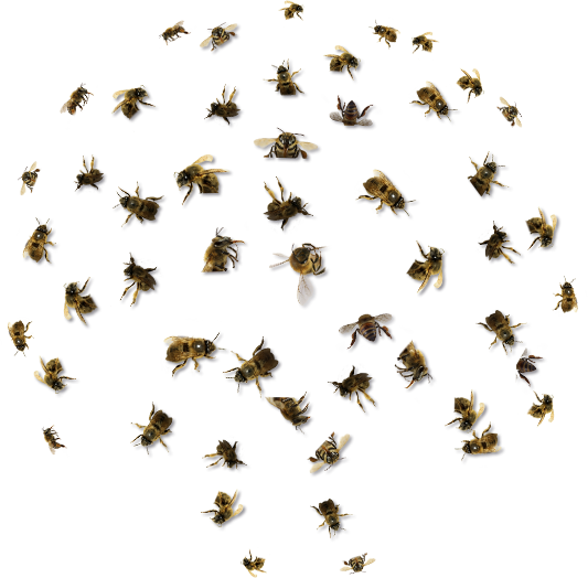 Download HD Removal Orange County California - Swarm Of Bees Png ...
