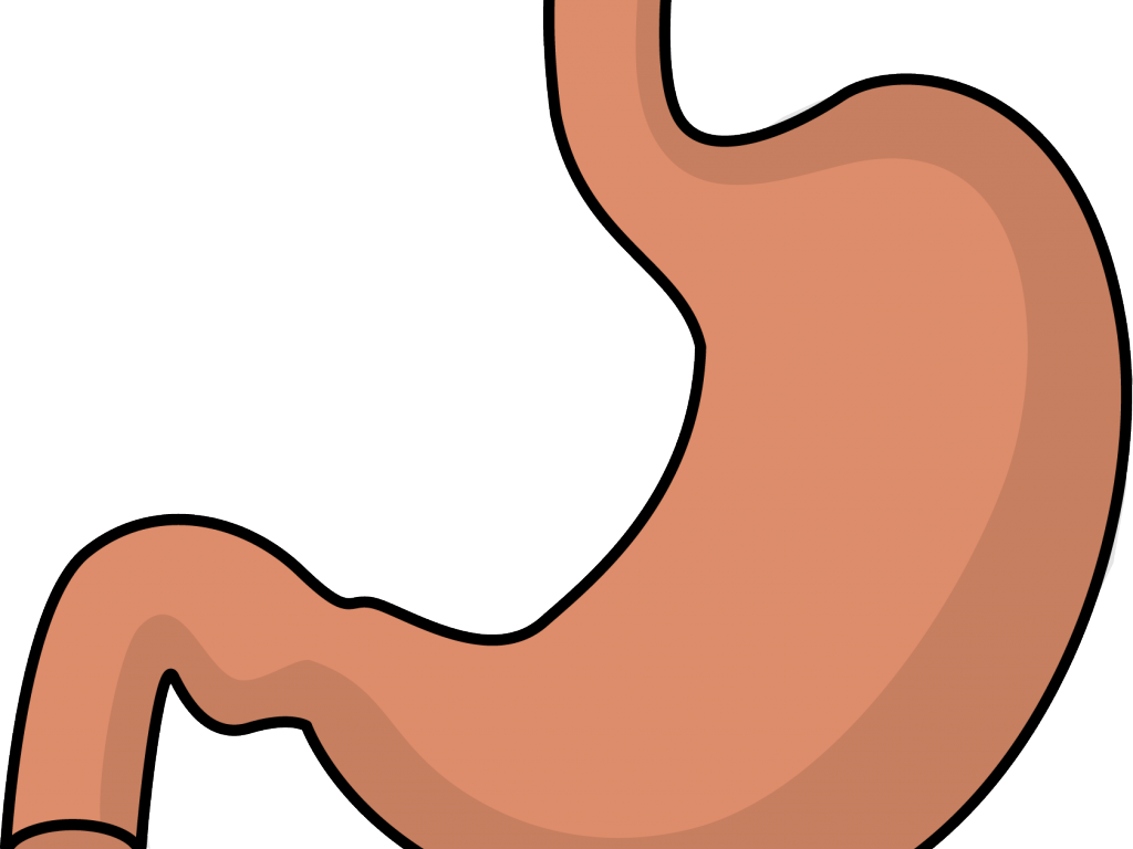 Download Stomach Cliparts - Clip Art - HD Transparent PNG - NicePNG.com