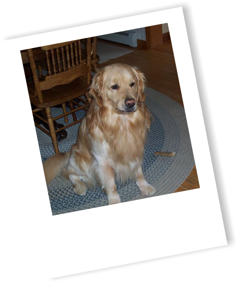 Download Golden Retriever - HD Transparent PNG - NicePNG.com