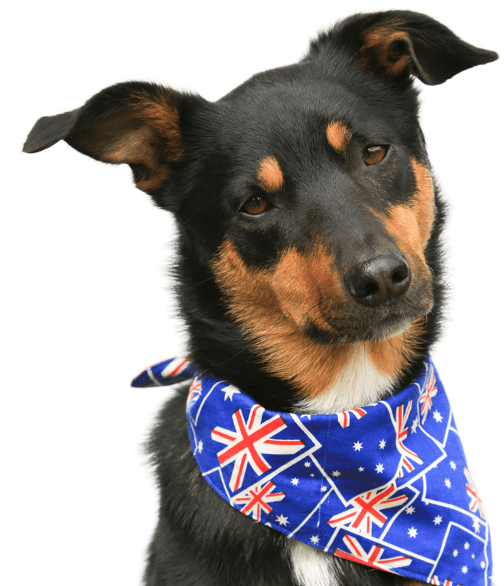 Download HD Australian Kelpie Transparent PNG Image - NicePNG.com
