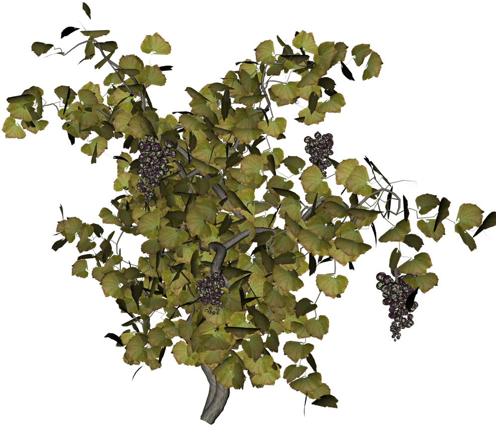 Download Grape Vine Png - Grape Tree Png Top View - HD Transparent PNG - NicePNG.com