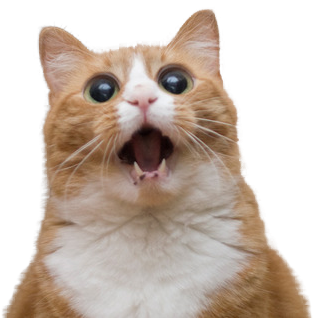 Download Funny Cat Png - Funny Cat Face Png - HD Transparent PNG ...