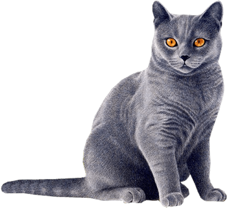 Download HD Cat Blue - Cat Png Transparent PNG Image - NicePNG.com