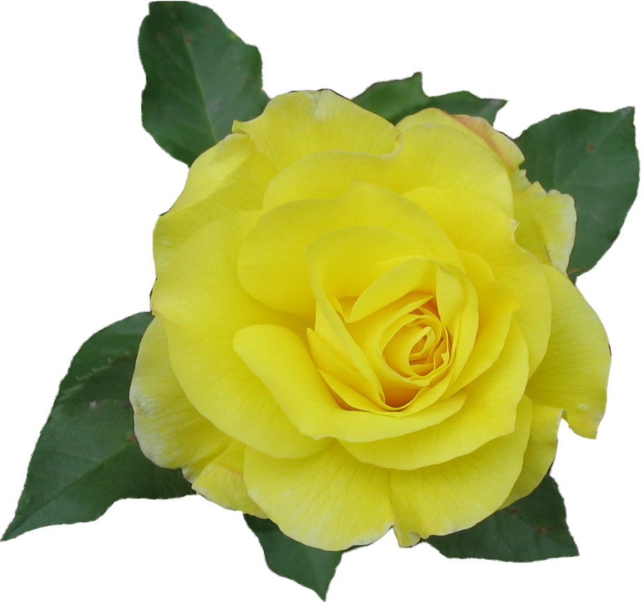 Download HD Yellow Rose Flower Free Png Transparent Images Free ...