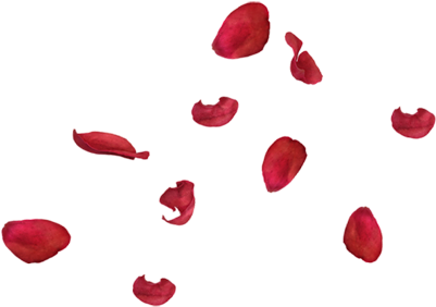 Download HD Single Rose Petal Png Les Petales De Roses - Petal ...
