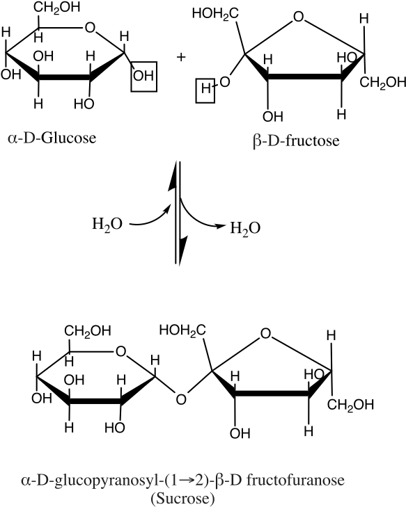 Download HD File - Sucrose Condensation - Svg Transparent PNG Image ...
