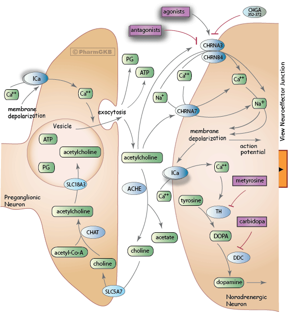 Download Sympathetic Nerve Pathway Diagram - HD Transparent PNG ...
