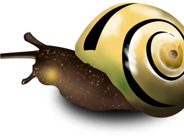 Download Drawn Snail Slug - HD Transparent PNG - NicePNG.com