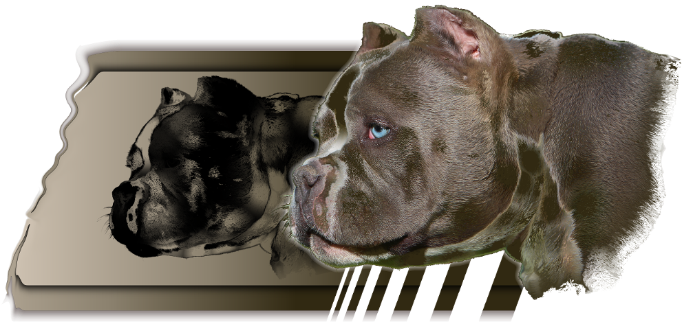 Download HD Exotic Bullies Tennessee Transparent PNG Image - NicePNG.com