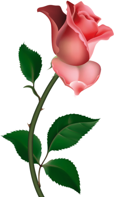 Download Free Png Download Rose Png Images Background Png Images - Rose ...