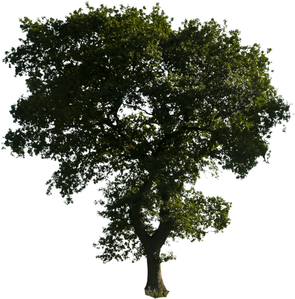 Download Trees In Png Format - Tree Png No Background - HD Transparent ...