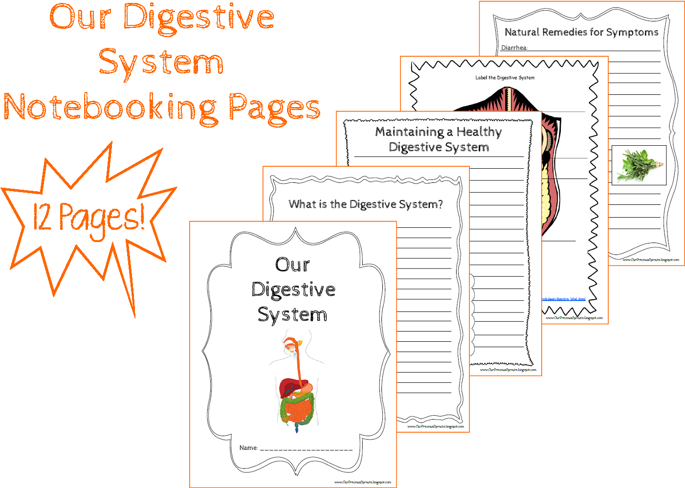 Download I Made A Color And Label Page - Digestive System Diagram - HD ...