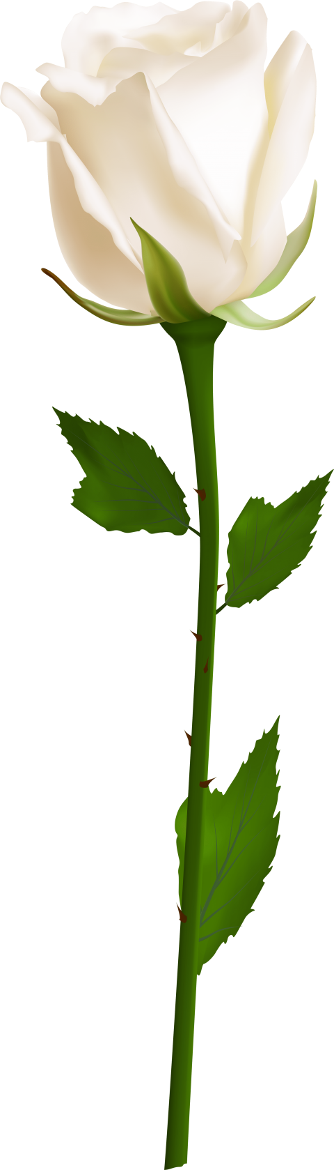 Download Free Png Download Single White Rose Png Images Background ...