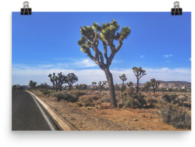 Download Joshua Tree - Sabal Palmetto - HD Transparent PNG - NicePNG.com