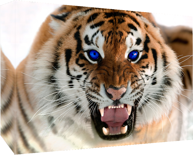 Download Details About Roaring Tiger With Blue Eyes - Tiger Growling ...