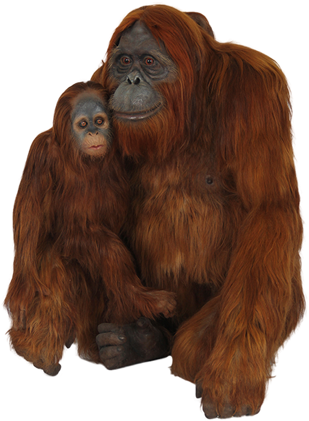 Orangutan Png, Download Png Image With Transparent - PNG image free ...