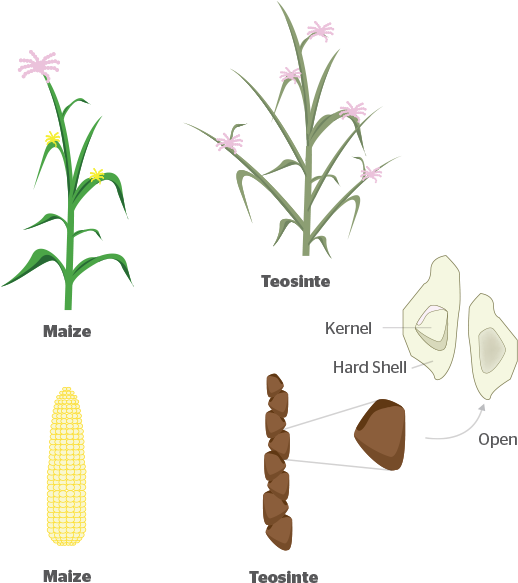 Download Where Do Our Crops Come From - Evolution Of Domesticated Crop ...