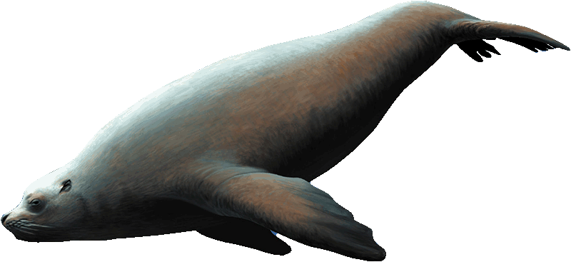 Download HD Steller Seal Reverse - Brewery Transparent PNG Image ...