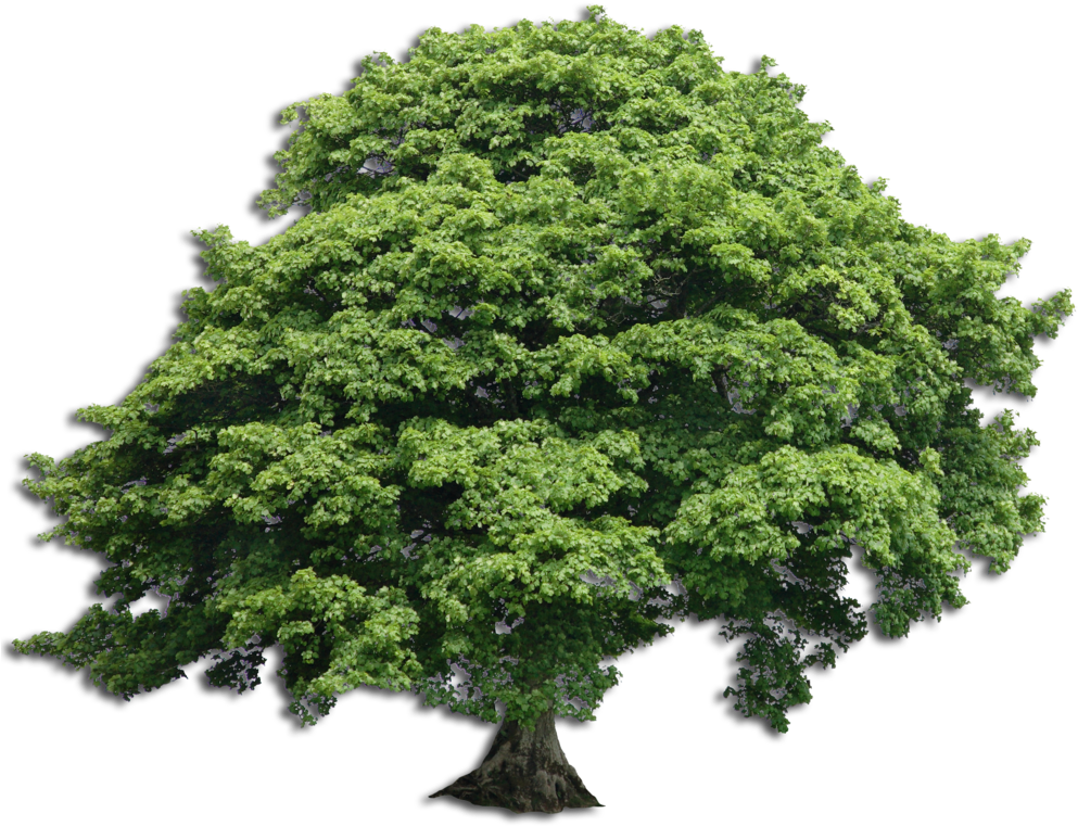 Download Sycamore2 - Sycamore Tree Clip Art - HD Transparent PNG ...